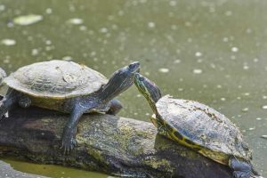 Así se reproducen las tortugas - Turtle Pet