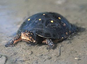 Las tortugas más raras - Top 7